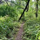 Gander Mountain Loop Trail, Illinois - 467 Reviews, Map | AllTrails