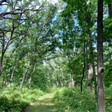 Gander Mountain Loop Trail, Illinois - 467 Reviews, Map | AllTrails