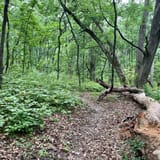 Gander Mountain Loop Trail, Illinois - 467 Reviews, Map | AllTrails