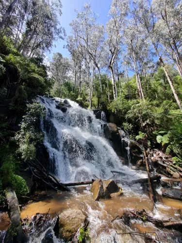 Best Hikes and Trails in Noojee | AllTrails
