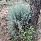 Ice Cave via Blue Ridge Cave Trail No. 608, Arizona - 525 Reviews, Map ...