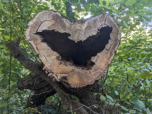 Best Hikes and Trails in Margo Frankel Woods State Park | AllTrails