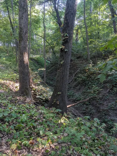 Best Hikes and Trails in Margo Frankel Woods State Park | AllTrails