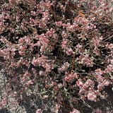 Angela, Flora, and Azalea Lakes via Ski Ranch and PCT Loop, California ...