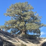 Angela, Flora, and Azalea Lakes via Ski Ranch and PCT Loop, California ...