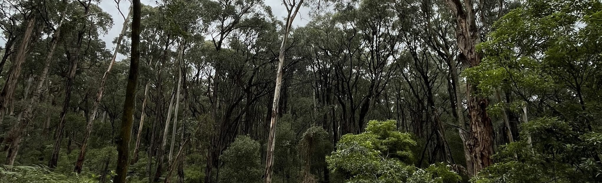 Griffith Falls via Ferndale Road, Victoria, Australia - 23 Reviews, Map ...