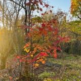 Mount Arab Trail, New York - 2,177 Reviews, Map | AllTrails