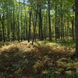 Morrison and Rimrock Trail Loop, Pennsylvania - 546 Reviews, Map ...