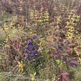 Siler Bald via Appalachian Trail, North Carolina - 706 Reviews, Map ...