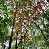 Kitsuma Peak Trail (Long Route), North Carolina - 94 Reviews, Map ...