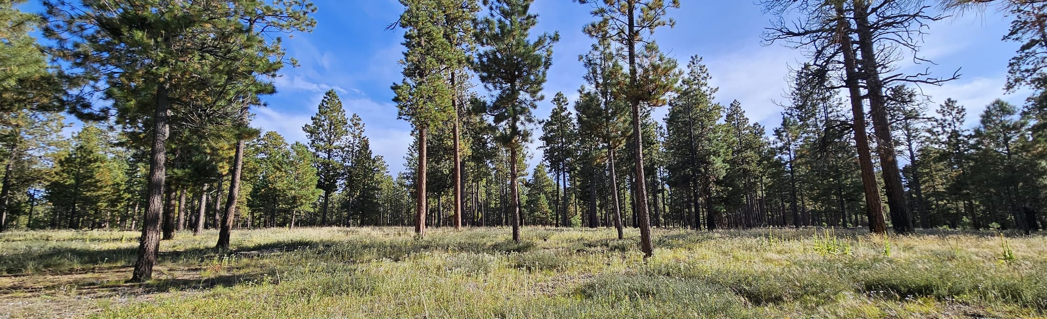 Jacob Lake Trail, Arizona - 68 Reviews, Map | AllTrails