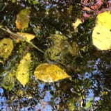 Squantz Pond Trail, Connecticut - 443 Reviews, Map | AllTrails