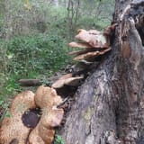 Windolph Landing Preserve Trail, Pennsylvania - 95 Reviews, Map | AllTrails