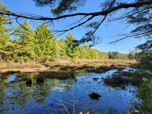 10 Best Hikes and Trails in Douglas State Forest | AllTrails