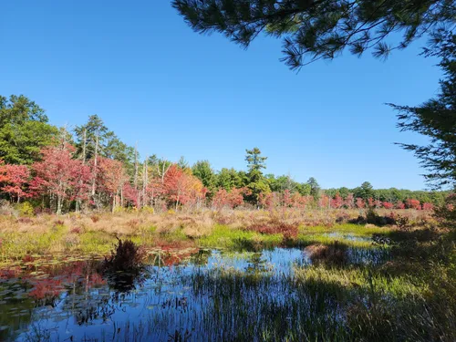 10 Best Hikes and Trails in Douglas State Forest | AllTrails