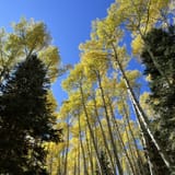 Lockett Meadow Inner Basin Loop, Arizona - 733 Reviews, Map | AllTrails