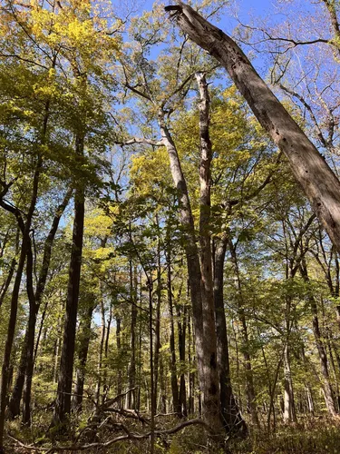 Best Hikes and Trails in White Pine Hollow State Forest | AllTrails
