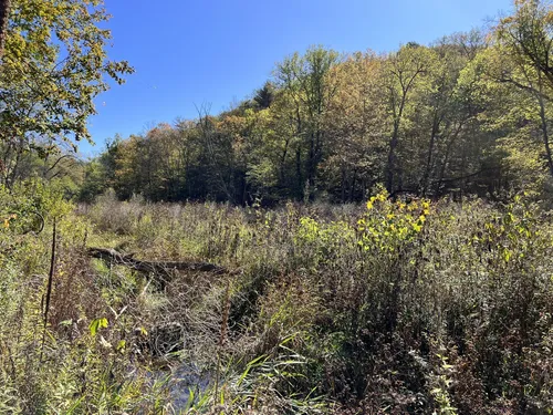 Best Hikes and Trails in White Pine Hollow State Forest | AllTrails