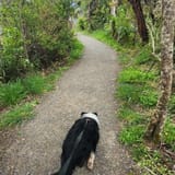 Mercer Bay Loop Track, Auckland, New Zealand - 473 Reviews, Map | AllTrails