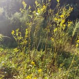 Peter's Creek Heritage Trail, South Carolina - 359 Reviews, Map | AllTrails