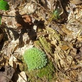 Peter's Creek Heritage Trail, South Carolina - 359 Reviews, Map | AllTrails