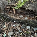 Evergreen State College Trail, Washington - 79 Reviews, Map | AllTrails