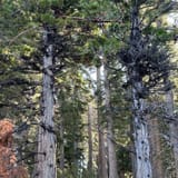 Fallen Leaf Lake Trail, California - 1,110 Reviews, Map | AllTrails