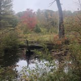 Benedict Pond Loop Trail, Massachusetts - 695 Reviews, Map | AllTrails