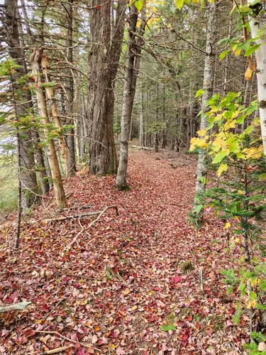 Best Hikes and Trails in Machias | AllTrails