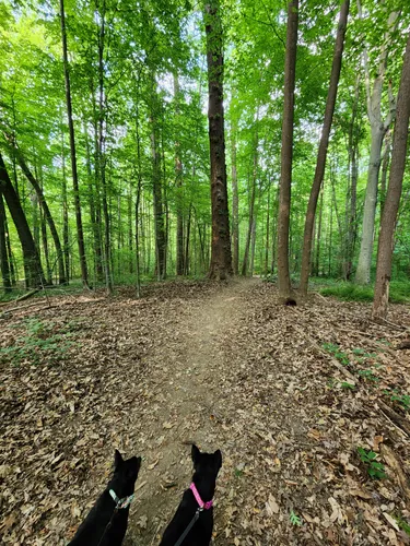 Best Hikes and Trails in Daniels Run Park | AllTrails