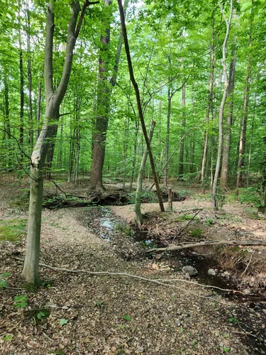 Best Hikes and Trails in Daniels Run Park | AllTrails