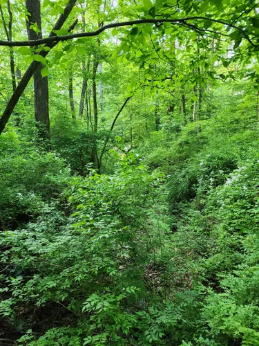 Best Hikes and Trails in Daniels Run Park | AllTrails