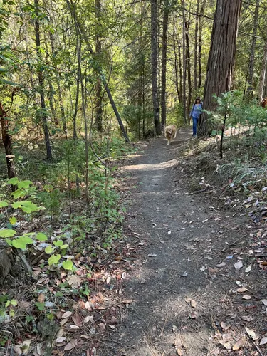 2023 Best Easy Trails in Williams | AllTrails