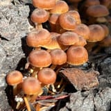 Yoran Lake Trail, Oregon - 72 Reviews, Map | AllTrails