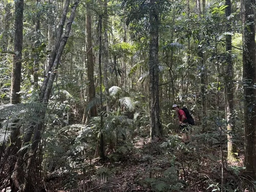 2023 Best Walking Trails in Orara East State Forest | AllTrails