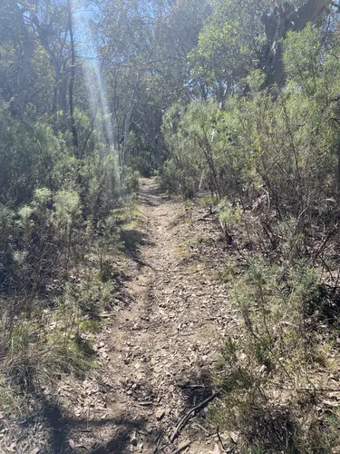 Best Forest Trails in Jerrabomberra Mountain Reserve | AllTrails
