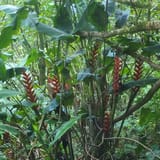 Moleka and Ualakaa Trails, Oahu, Hawaii - 1,697 Reviews, Map | AllTrails