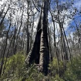 Lake Mountain and Keppel Hut Loop, Victoria, Australia - 67 Reviews ...