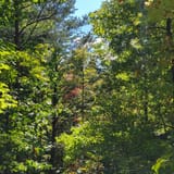 Chestnut Ridge Heritage Preserve Trail, South Carolina - 1,412 Reviews ...
