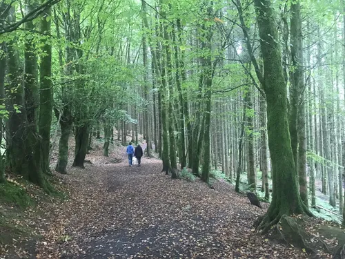 2023 Best Moderate Trails in Kinnitty Forest | AllTrails