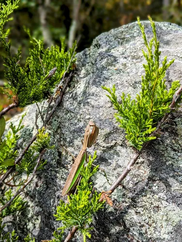 Best Hikes and Trails in Nehantic State Forest | AllTrails