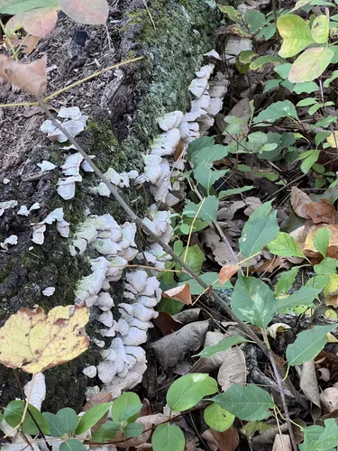 Best Hikes and Trails in Rolla | AllTrails