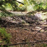 Saco River Trail, New Hampshire - 510 Reviews, Map | AllTrails