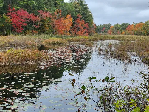 Best Hikes and Trails in Salem Town Forest | AllTrails