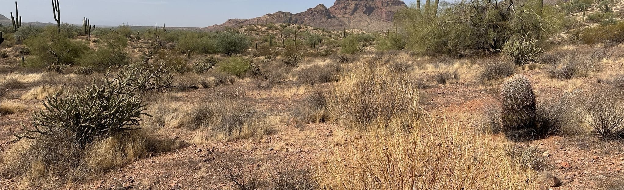 Phon D Sutton Loop, Arizona - 252 Reviews, Map | AllTrails