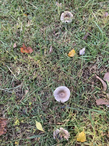 Best Hikes and Trails in Henson Creek Park | AllTrails