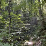 Chestnut Ridge Heritage Preserve Trail, South Carolina - 1,412 Reviews ...