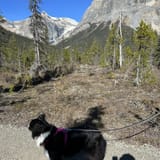 Emerald Lake Loop, British Columbia, Canada - 2,411 Reviews, Map ...
