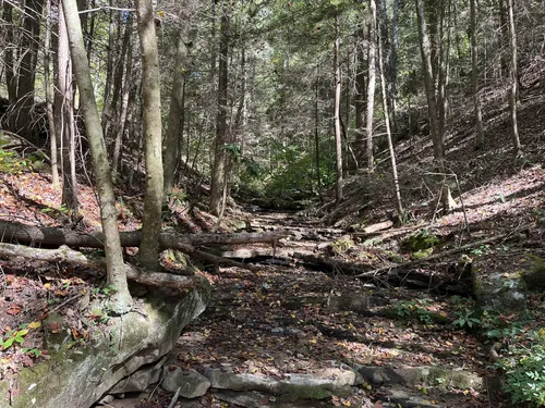 Best Off Road Driving Trails in Prentice Cooper State Forest | AllTrails