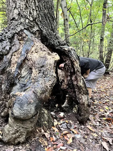 Best 10 Hiking Trails in Huber Woods County Park | AllTrails